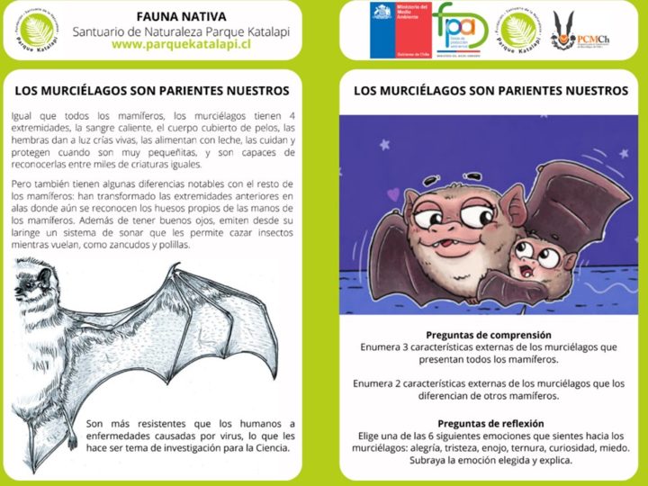 Murciélagos: nuestros aliados nocturnos